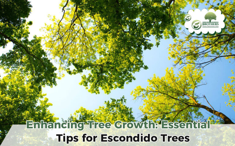 Tree Growth Tips: Boosting Health for Escondido Trees