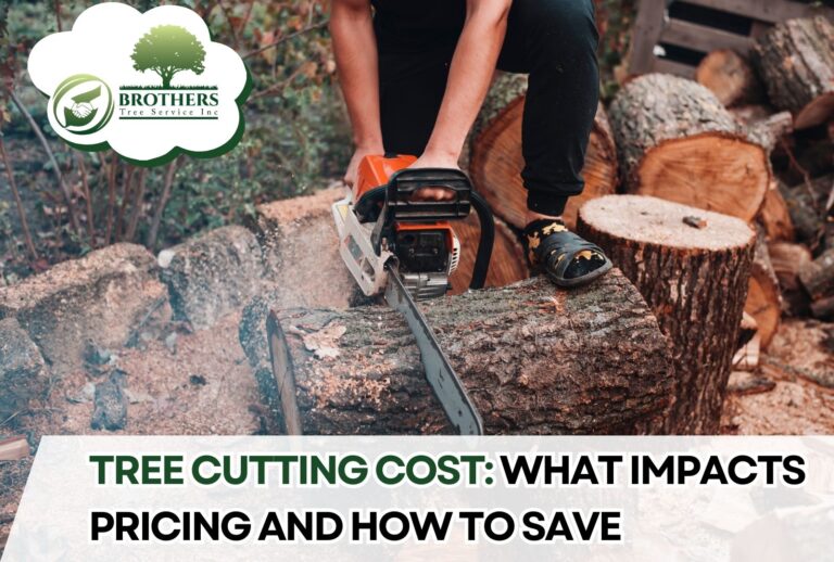 Tree Cutting Cost | What Affects Pricing and How to Save